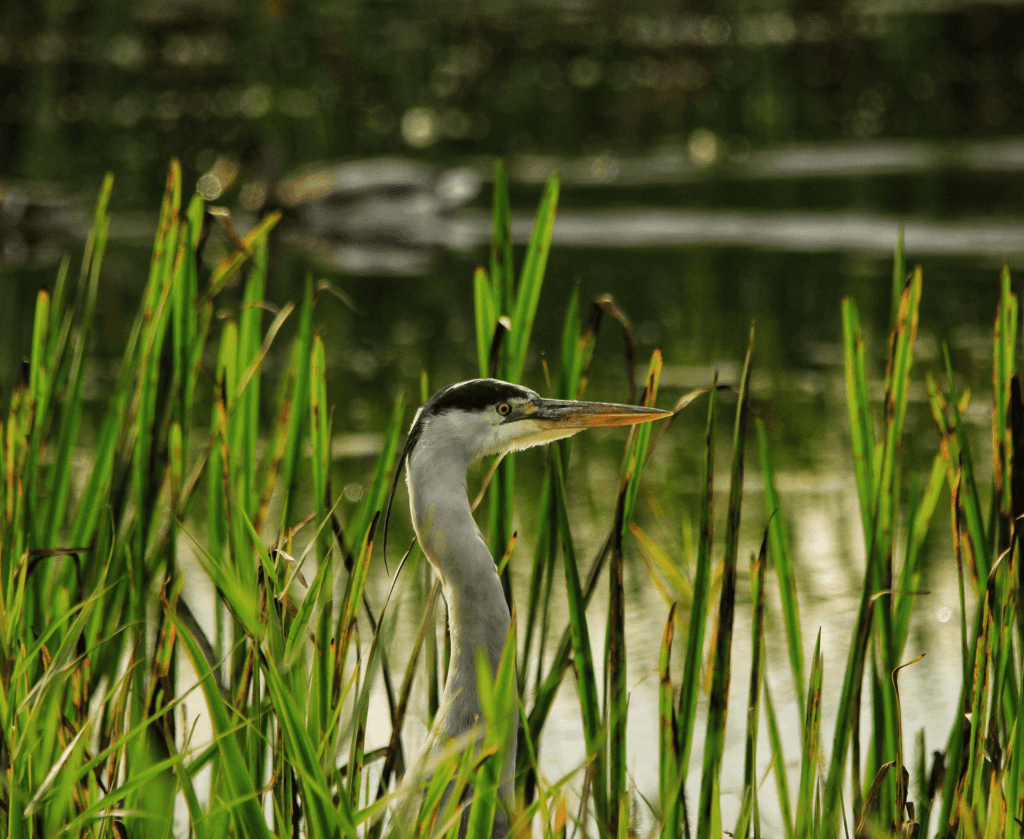 Shaping Strategic Revenue Growth for the RSPB RSPB | Conservation ...