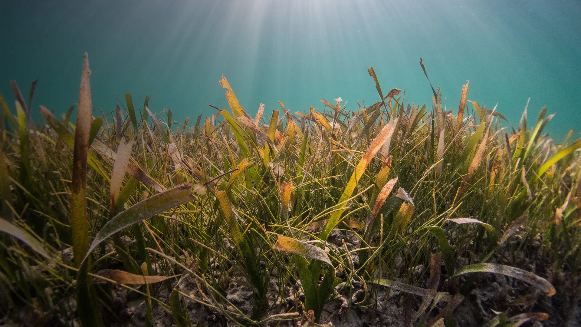 Conservation Marketing | Navigate Agency | Environment & Planet