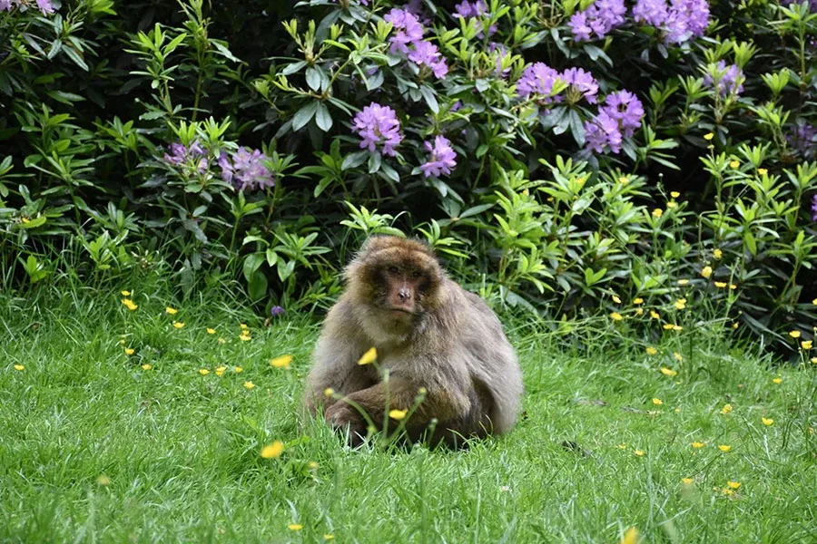Reaching New Heights with Trentham Monkey Forest